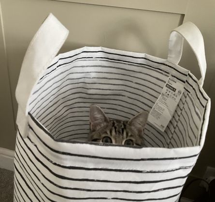 Getting to know Basil | The Dyslexic Gamer