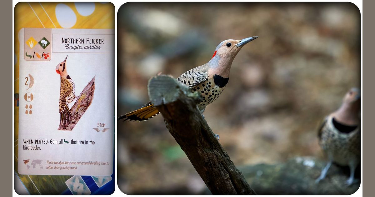 ...the flicker and the turkey... | Browsing Games | VideoGameGeek