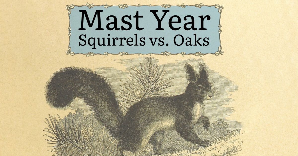 Mast Year: Squirrels vs. Oaks | Board Game | BoardGameGeek