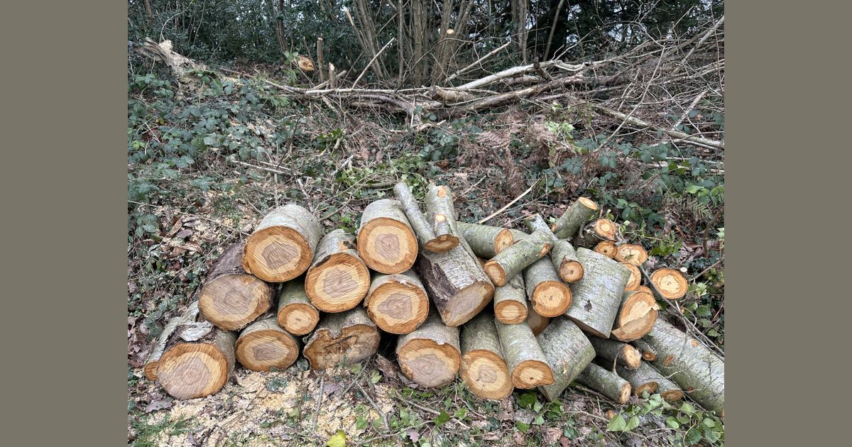 Logging Our Plays / Playing with our Logs | Everyone Needs A Shed ...