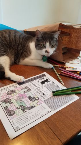 catnap do your homework