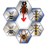 hive beetle rules