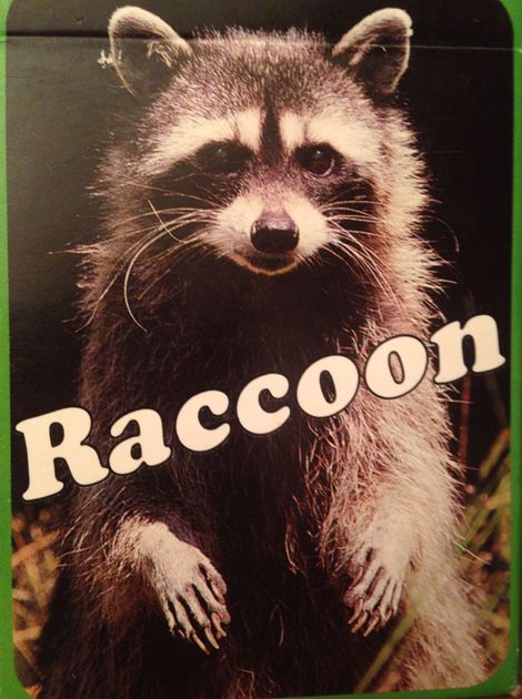 Raccoon | Board Game | BoardGameGeek