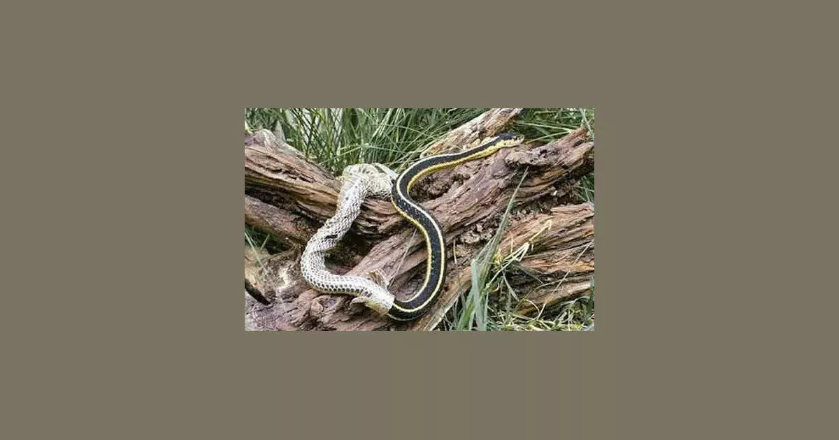 Ninja-ed | Everyone Needs A Shed | BoardGameGeek