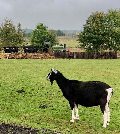 Goat Train | The Tyranny of Small Decisions