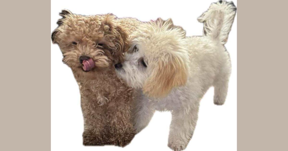 Mar '24 ~ Metrorunner & Stalingrad Relief | A Developer's Diary