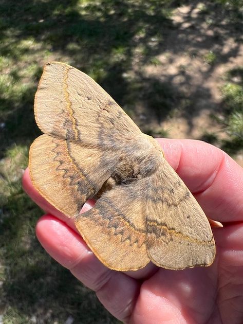 Balancing humors | I fold...