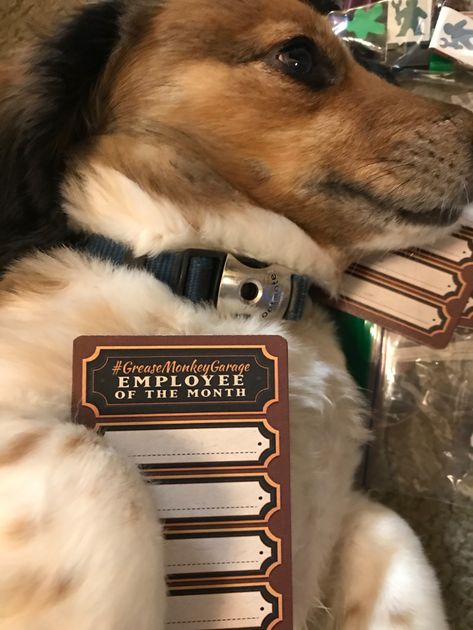 Paws For Reflection: Fletcher Reviews Grease Monkey Garage | Mostly ...