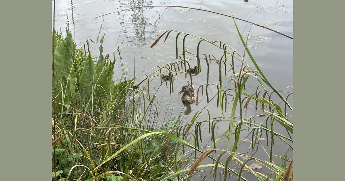 Getting my ducks in a row | GrahamS Games