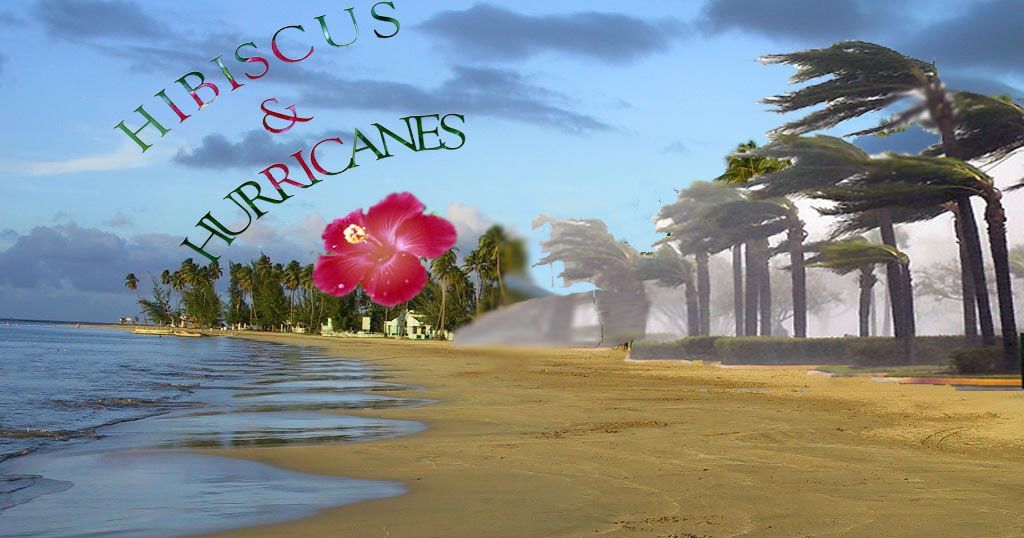 Hibiscus and Hurricane | Board Game | BoardGameGeek
