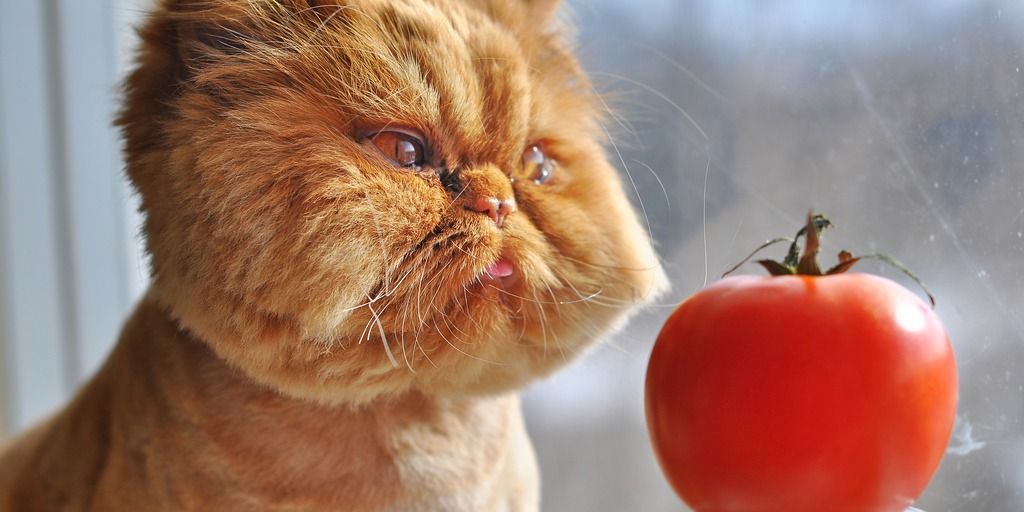 funny caption competition