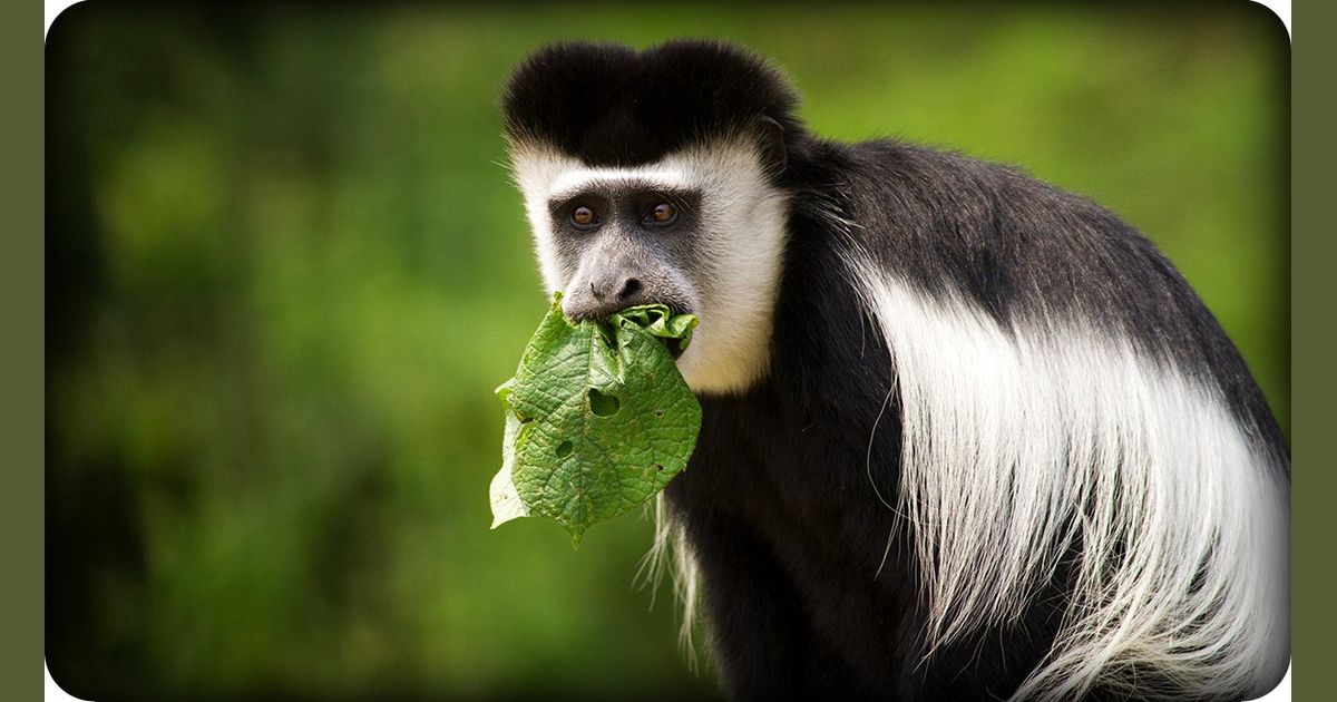 ...the messy monthly zoo... | Browsing Games | VideoGameGeek