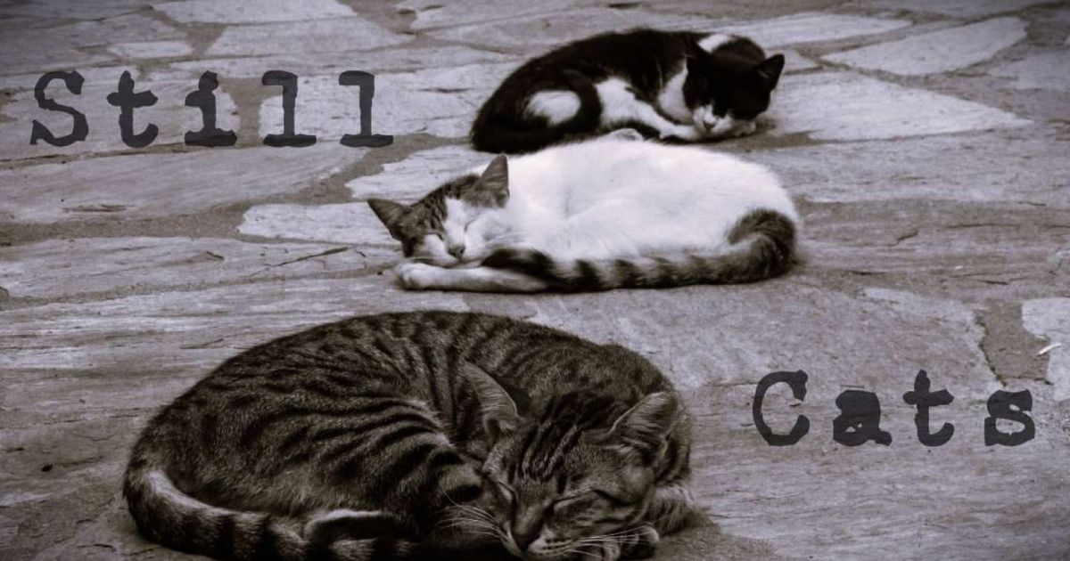 Still Cats | RPG Item | RPGGeek