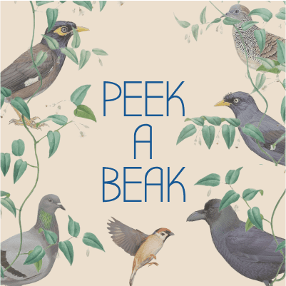 Official Print & Play | Peek A Beak