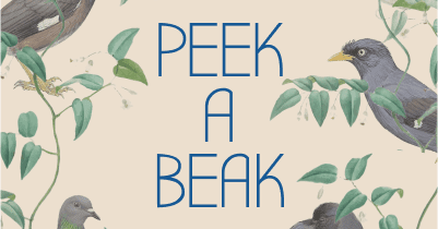 Peek A Beak | Board Game | BoardGameGeek