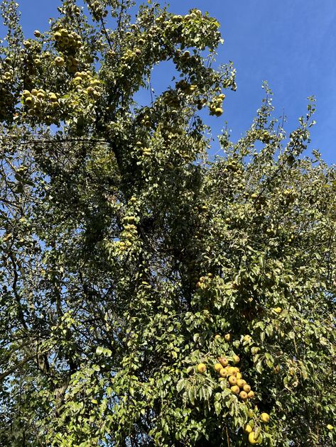 All Hedge, No Grumble | Everyone Needs A Shed | BoardGameGeek