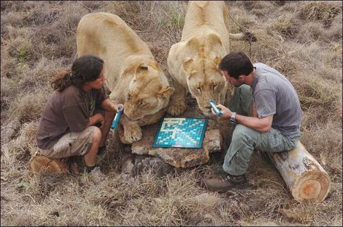 Extreme Scrabble: Taking Scrabble to where it's never been taken before ...