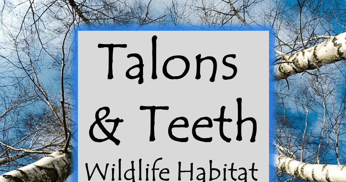 Talons & Teeth | Board Game | BoardGameGeek