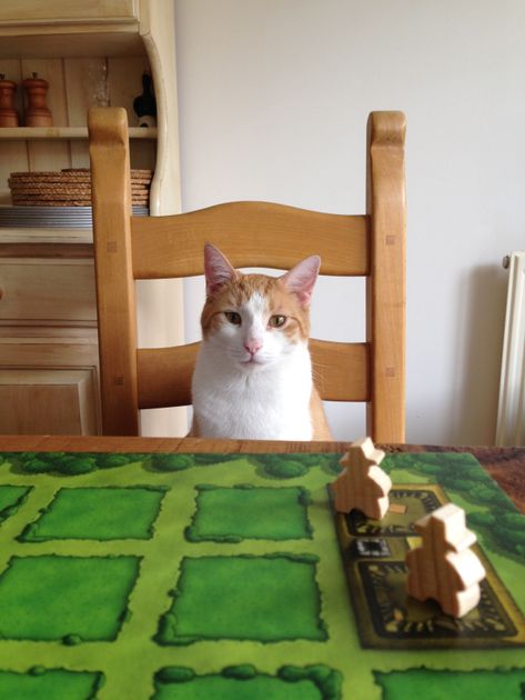 Board game cats