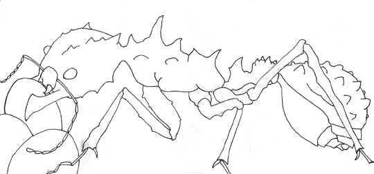 leafcutter ant coloring page